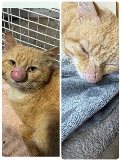 Rescue Cats Ni 💙barney Bubble💙 First Pic Was When We Facebook