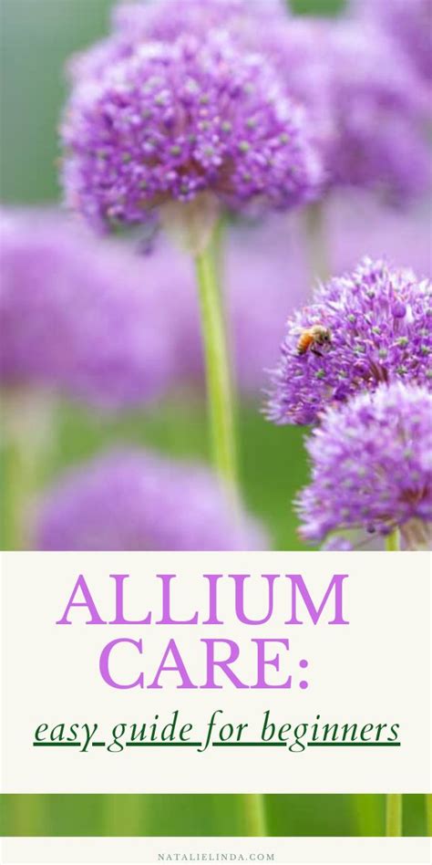 How To Grow Alliums In Your Garden In 2024 Shade Perennial Garden