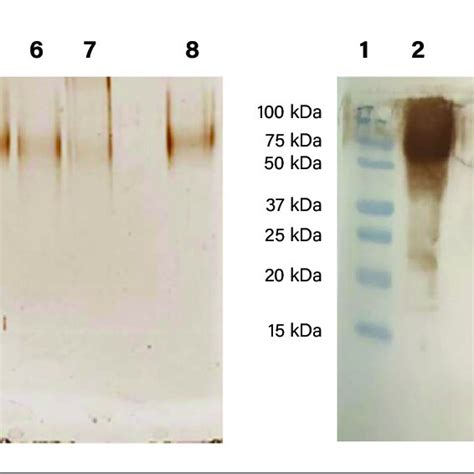 Api Purity Measured By Sds Page Combined With A Densitometry Analysis