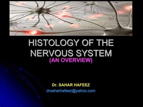 Introduction to the nervous system | PPTX | Brain and Nervous System ...