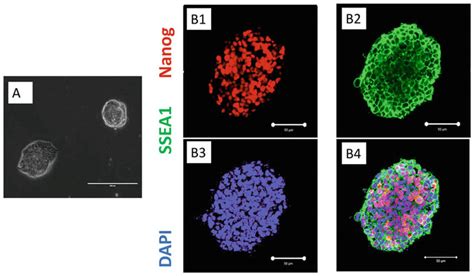 Characterization Of Mouse Induced Pluripotent Stem Cells Ipsc A Download Scientific