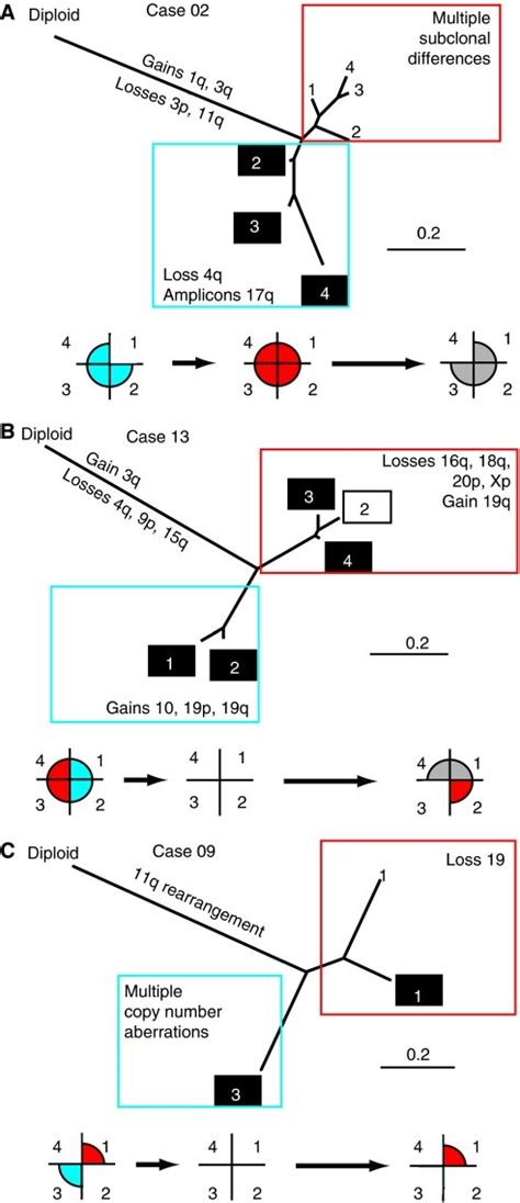 Phylogeny Analysis Of Cases A Ce01 02 B Ce01 13 And C Ce01 09 Download Scientific