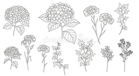 Black And White Line Drawings Of Various Flowers Including Clusters