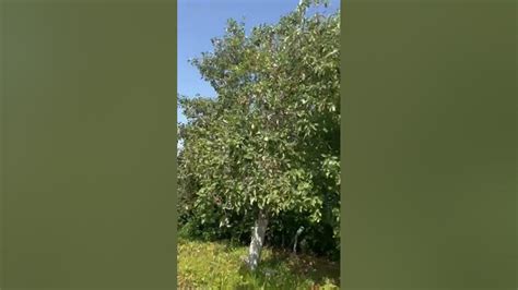 Продается домик с участком 15 соток в деревне Черниковщина Youtube