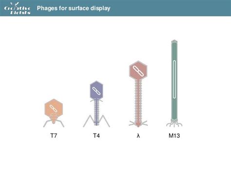 Phage Display Technology Creative Biolabs