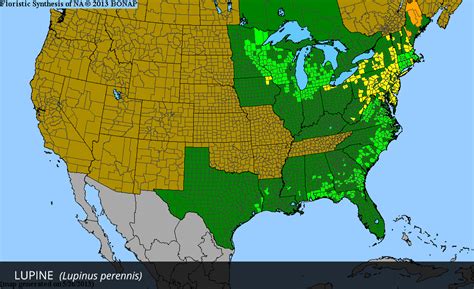 Lupine Lupinus Perennis Prairie Nursery