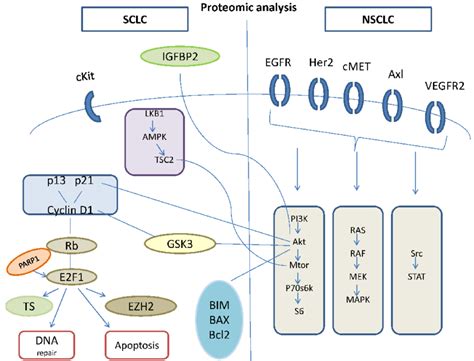 Proteomic Analysis Download Scientific Diagram