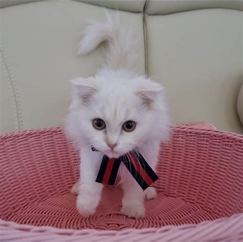 스트레이트 왕자님 399000 대구고양이분양 원주강아지분양 프렌치불독무료분양 아비시니안고양이입양 유기묘입양 고양이털빠짐 작은강아지 강아지책임분양 강아지무료분양