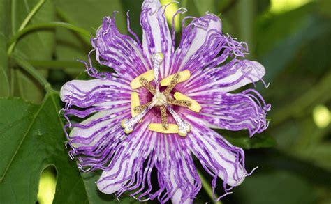 18 Most Fascinating Amazon Rainforest Plants Exploor Peru