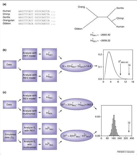 Figure 3 From Molecular Phylogenetics State Ofthe Art Methods For Looking Into The Past