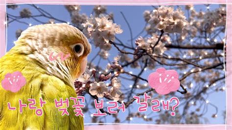 블리로그 21 벚꽃구경브이로그 일상브이로그 용산가족공원 여의도윤중로 앵무새브이로그 Youtube