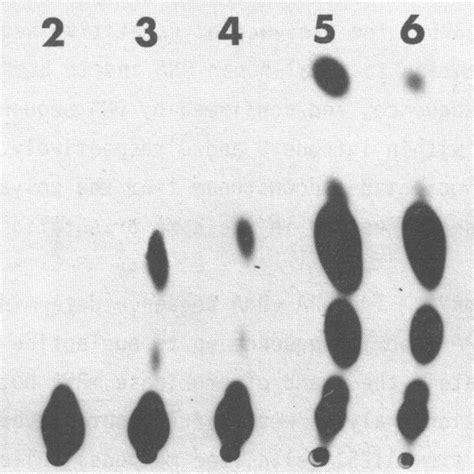 Transient Expression Assay Of14he Cat Gene Driven By The Upa Promoter Download Scientific