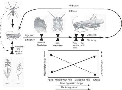 A Conceptual Framework Describing Adaptive Phenotypic Responses To Download Scientific Diagram