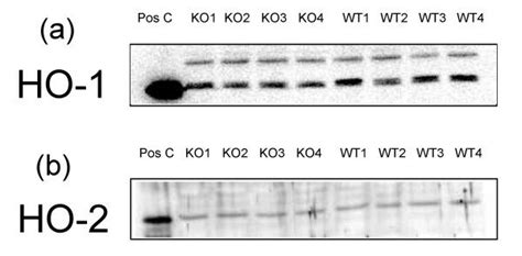 Western Blot Of Heme Oxygenase 1 2a And 2 2b In Wild Type And Ecnos