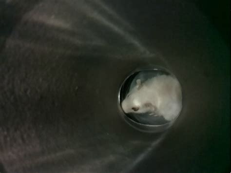 Rat Detection Object Detection Dataset By Hazeacer