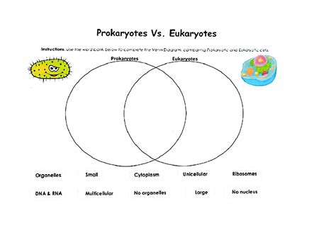 Solved Prokaryotes Vs Eukaryotes Prokarrotes Eukaryotes Orgonelles Multicellular No Organelles
