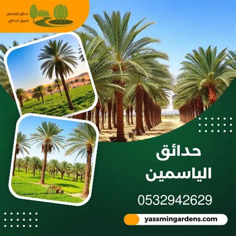 مزرعة نخيل واشنطن وعربي بالدمام للتواصل 0532942629