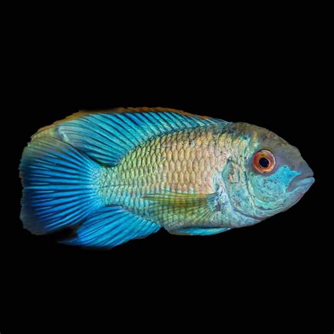 Electric Blue Acara