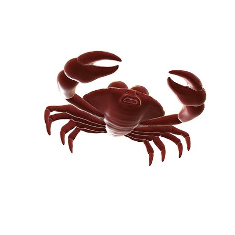 Краб 3D Модель $20 - .mat .max .obj .unknown .fbx - Free3D