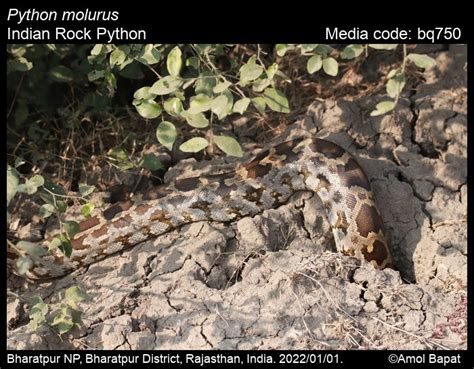 Python Molurus Linnaeus 1758 Indian Rock Python Reptiles