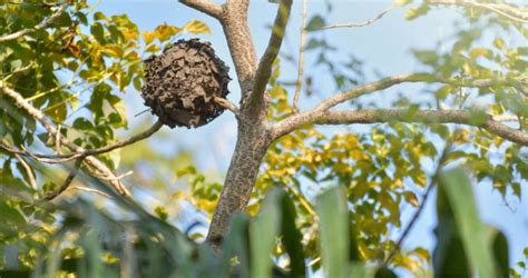 How To Protect Your Trees From Wasp Damage Orchardtreesurgery Co Uk