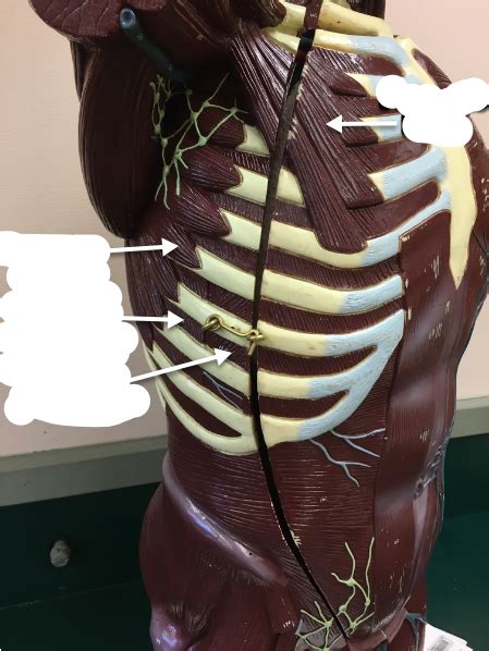 Trunk Diagram Quizlet