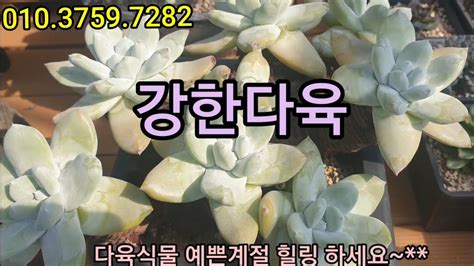 다육식물 예쁜계절~ Youtube