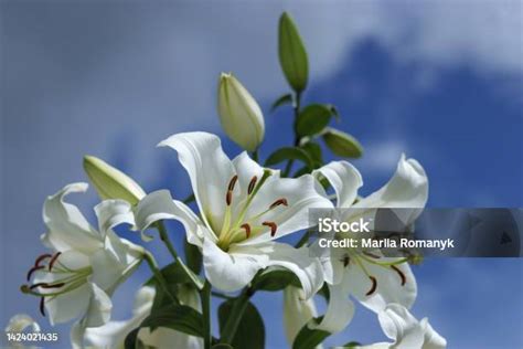 화이트 마돈나 릴리 파란색 배경에 릴륨 칸디덤 꽃 부활절 릴리 꽃 복사 공간이있는 인사말 카드 발렌타인 어머니의 날 백합 이슬방울이 있는 화이트 릴륨 롱기플로럼 마돈나