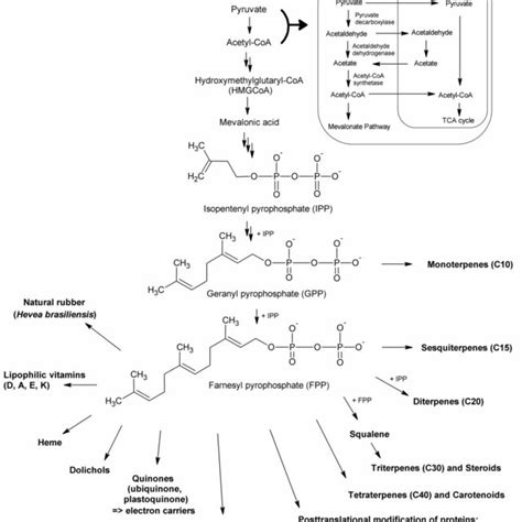 Synthetic Pathways For Polyketide And Flavonoid Synthesis Download Table