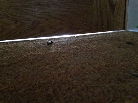 The Gap Random Hacks σx