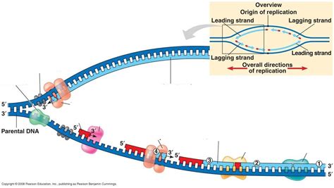 Ch 16 Dna Replication Diagram Quizlet
