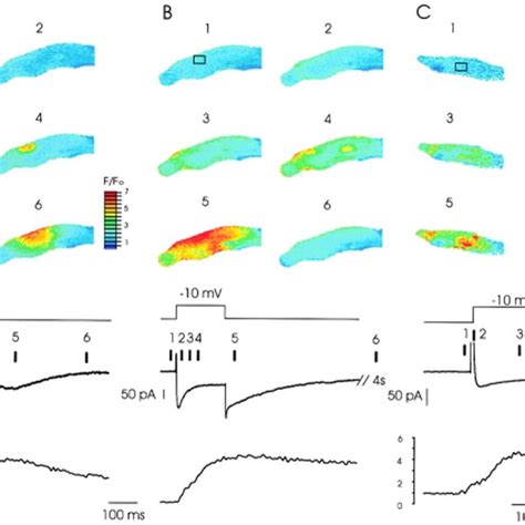 Ryanodine Receptors Mediate Calcium Induced Calcium Release And Ca 2 Download Scientific
