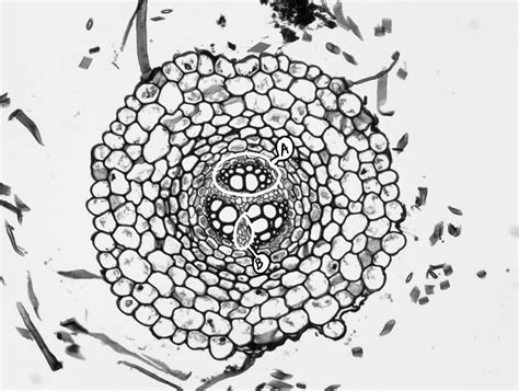 6 1 1 Lycopodium Biology Libretexts