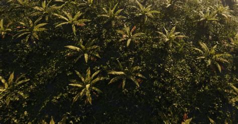 Ground Foliage Vol 1 3d Plants Unity Asset Store