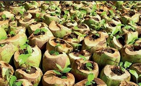 Photo Gallery วัสดุบ้านๆ “เปลือกมะพร้าว” ใช้เพาะกล้าไม้แทนถุงดำ ลดขยะพลาสติกได้