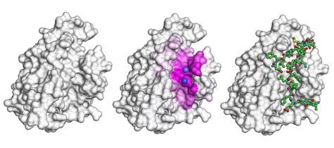 Skoltech Neural Network Detects Protein Peptide Binding Sites To Kick Start Peptide Drug Discovery