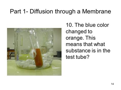 Diffusion Through A Membrane Powerpoint