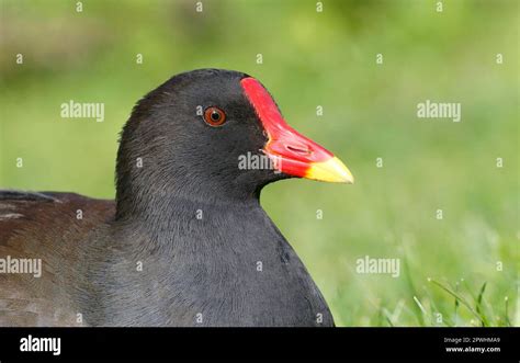 Moorhen Common Moorhens Gallinula Chloropus Green Footed Moorhen