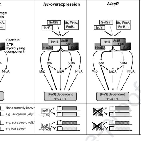 Fes Cluster Engineering In E Coli After Identifying Three Unique Download Scientific Diagram