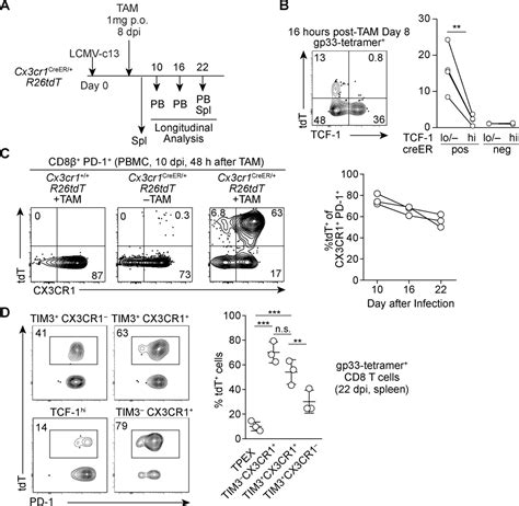 Identification Of A T Bethi Quiescent Exhausted Cd8 T Cell