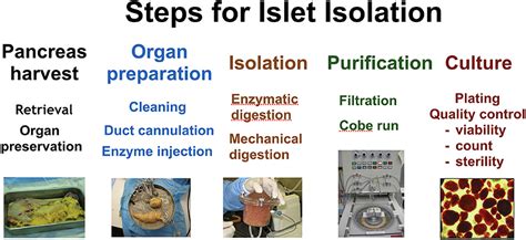 Frontiers The Future Of Islet Transplantation Is Now