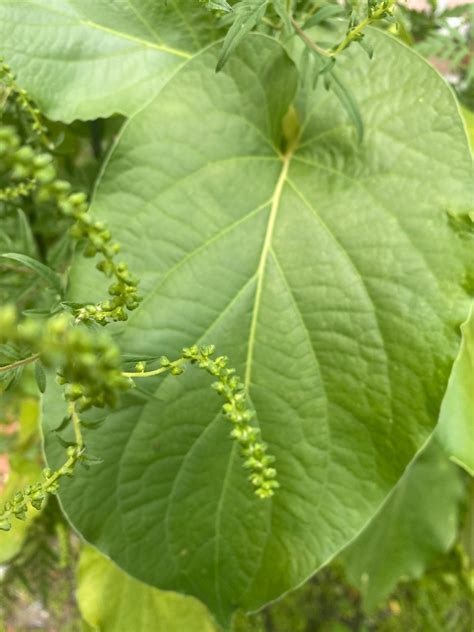 Caisimon De Anisas Root Beer Plant Hierba Yerba Hoja Santa Piper