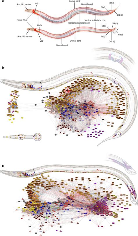 C Elegans Modelo Clave En Neurociencia Ineurociencias