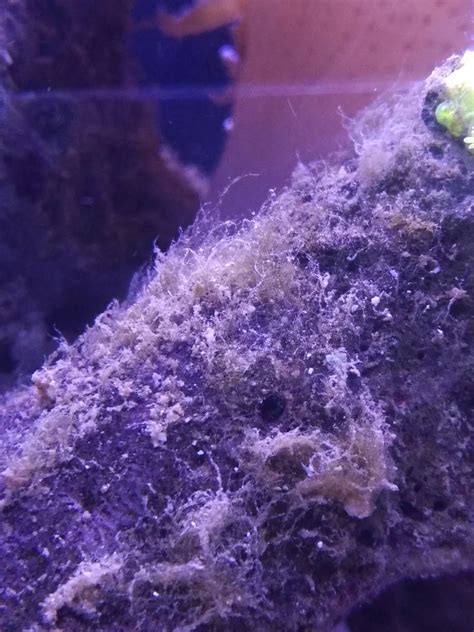Identifying Algae Reef2reef