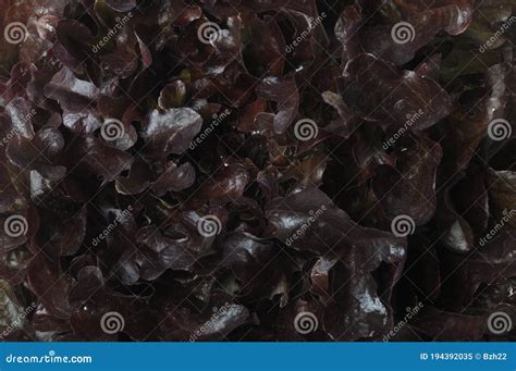 Red Oak Leaf Salad Background Stock Image Image Of Vegetarian