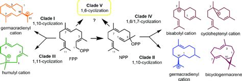 Key Cyclization Intermediates Or Products For Stcs Belonging To Clades Download Scientific