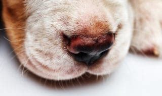 La Nariz De Mi Perro Esta Reseca Tips Para Cuidarla