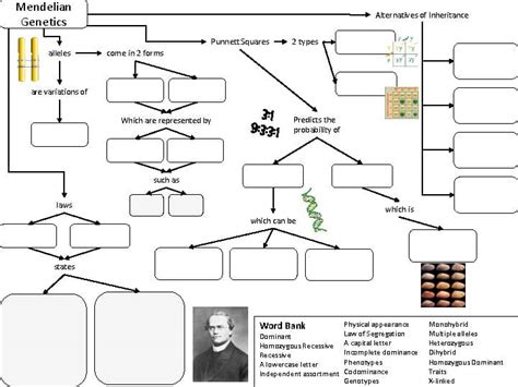 Mendelian Genetics Concept Map By Mrs Gs Science Classroom Tpt