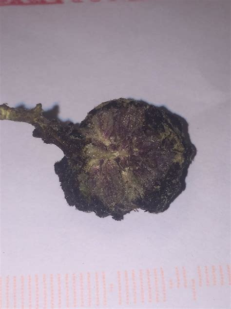 Budding Botanicals Buddingbotanica Twitter