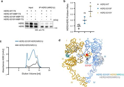 Structures Of The Her2 Her3 Nrg1β Complex Reveal A Dynamic Dimer